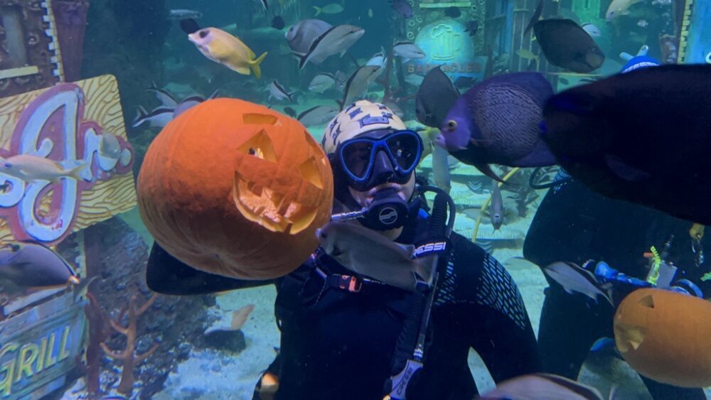 Dive into spooktacular fun: Underwater pumpkin carving at SEA LIFE New ...