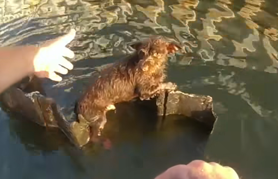 Watch: State troopers rescue distressed dog from Arthur Kill in Union ...