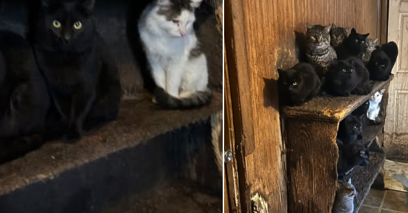 Authorities seek urgent help for 30 cats rescued from hoarding situation in Morris County - WRNJ ...