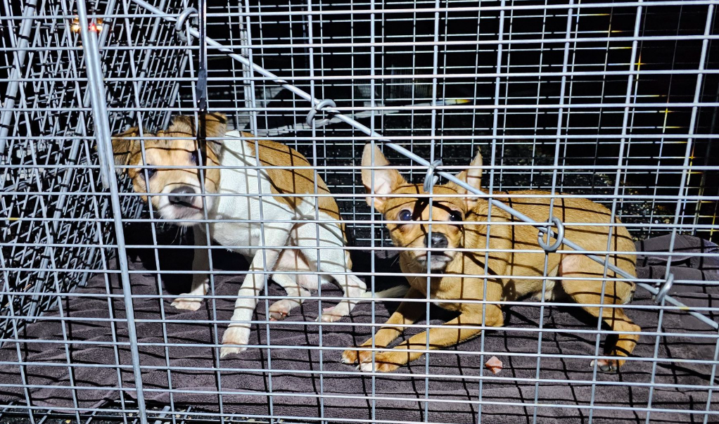 Abandoned dogs found near Swartswood State Park; search spans multiple ...