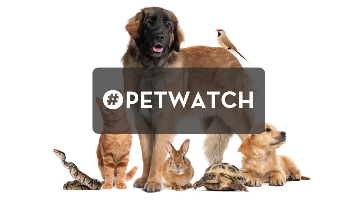 Pet Watch Archives - WRNJ Radio